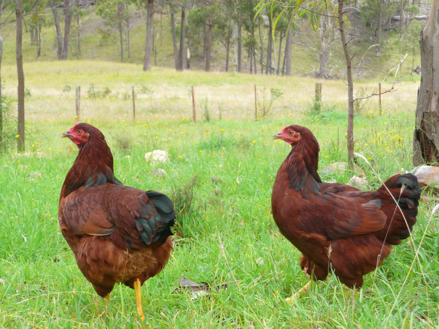 Common problems and treatment methods for backyard chickens - Poultry ...