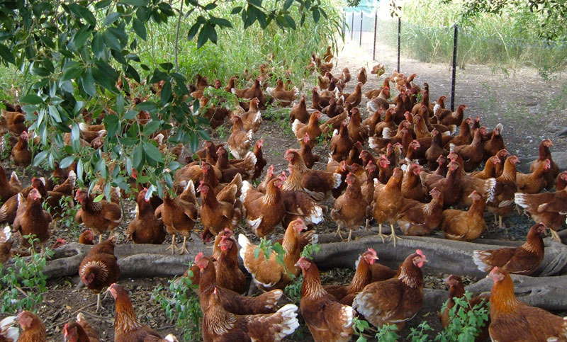 Extensive Chicken Farming