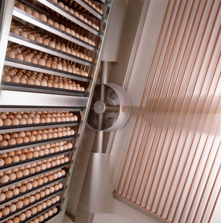 Meat chicken (broiler) industry - Poultry Hub Australia