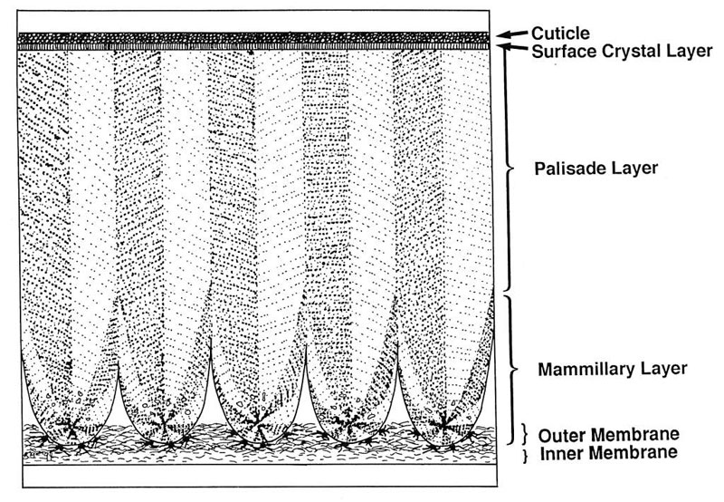 The Avian Egg - Poultry Hub Australia