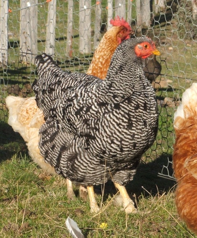 Circulatory system - Poultry Hub Australia