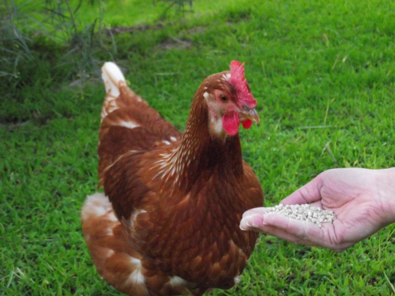 Australian Poultry Associations - Poultry Hub Australia