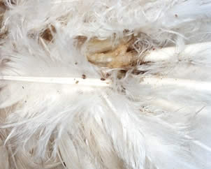 Lice and Mites - Poultry Hub Australia