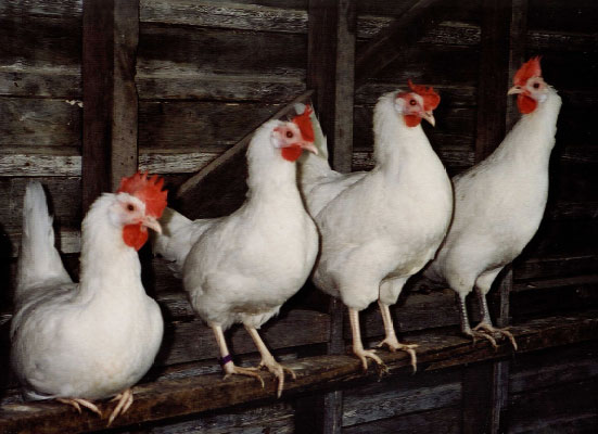 Species - Poultry Hub Australia