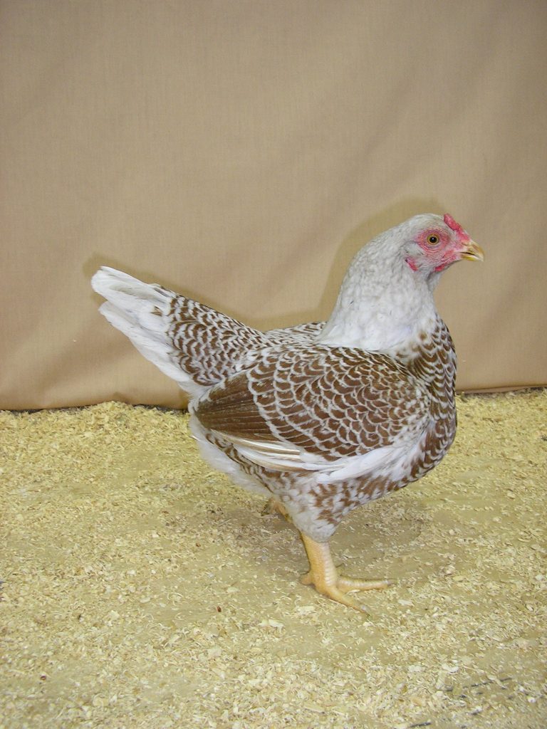 Indian Game - Poultry Hub Australia