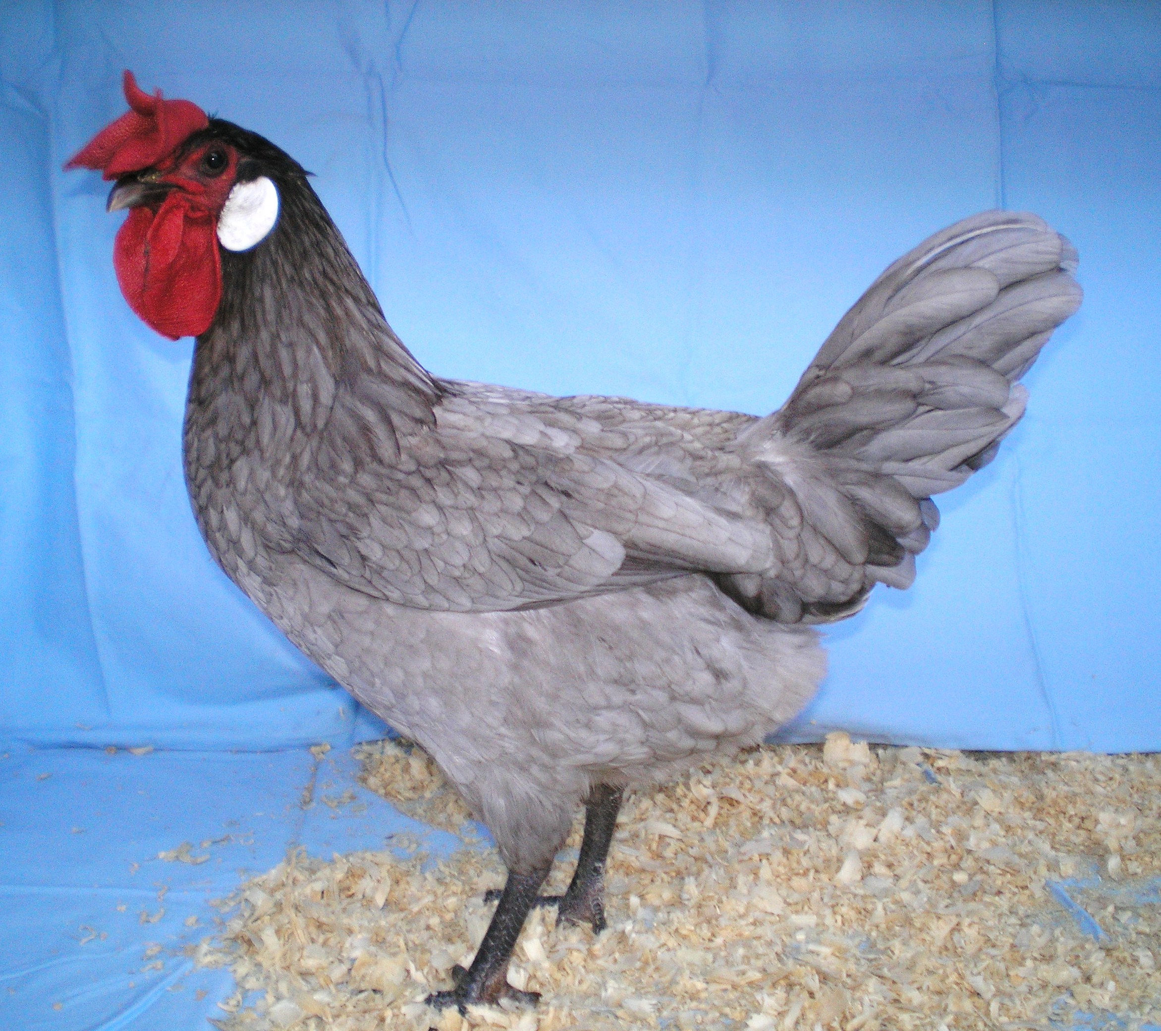 Mikawa Chickens