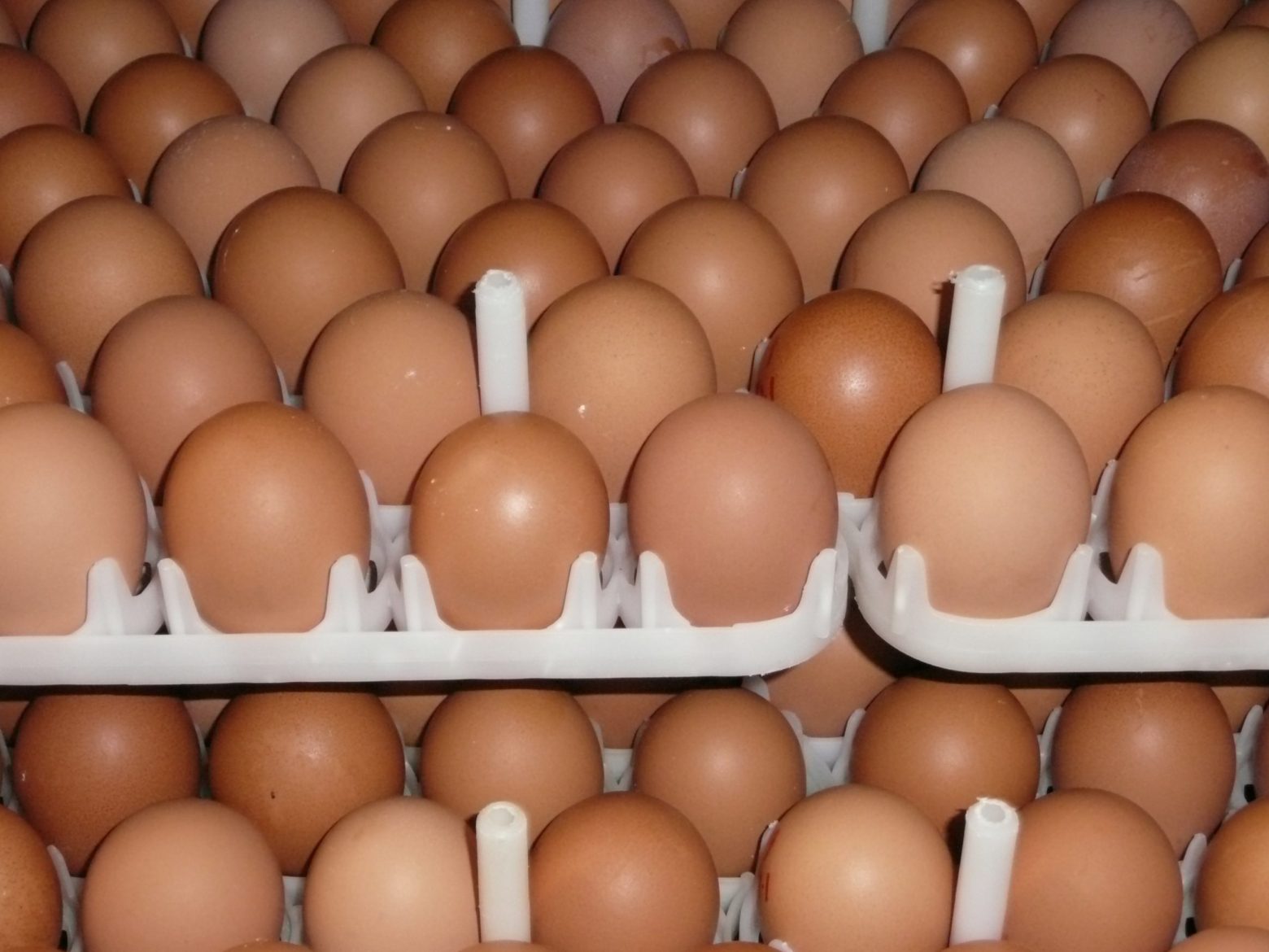 Incubation Poultry Hub Australia Incubation Poultry Hub Australia