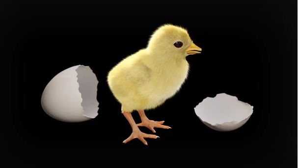 Embryology of the chicken - Poultry Hub Australia