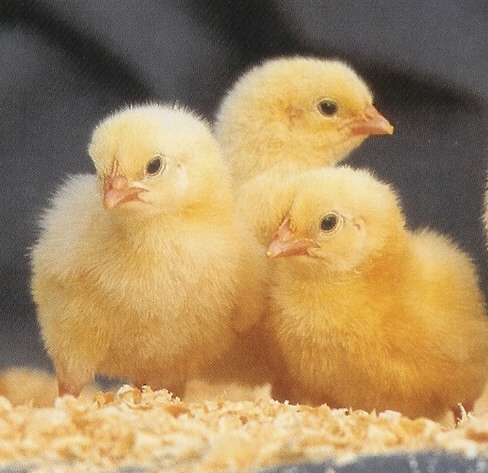 Vaccination - Poultry Hub Australia
