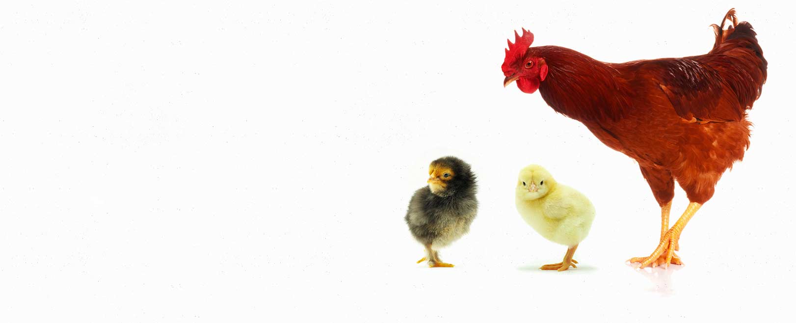 Conferences and Events - Poultry Hub Australia