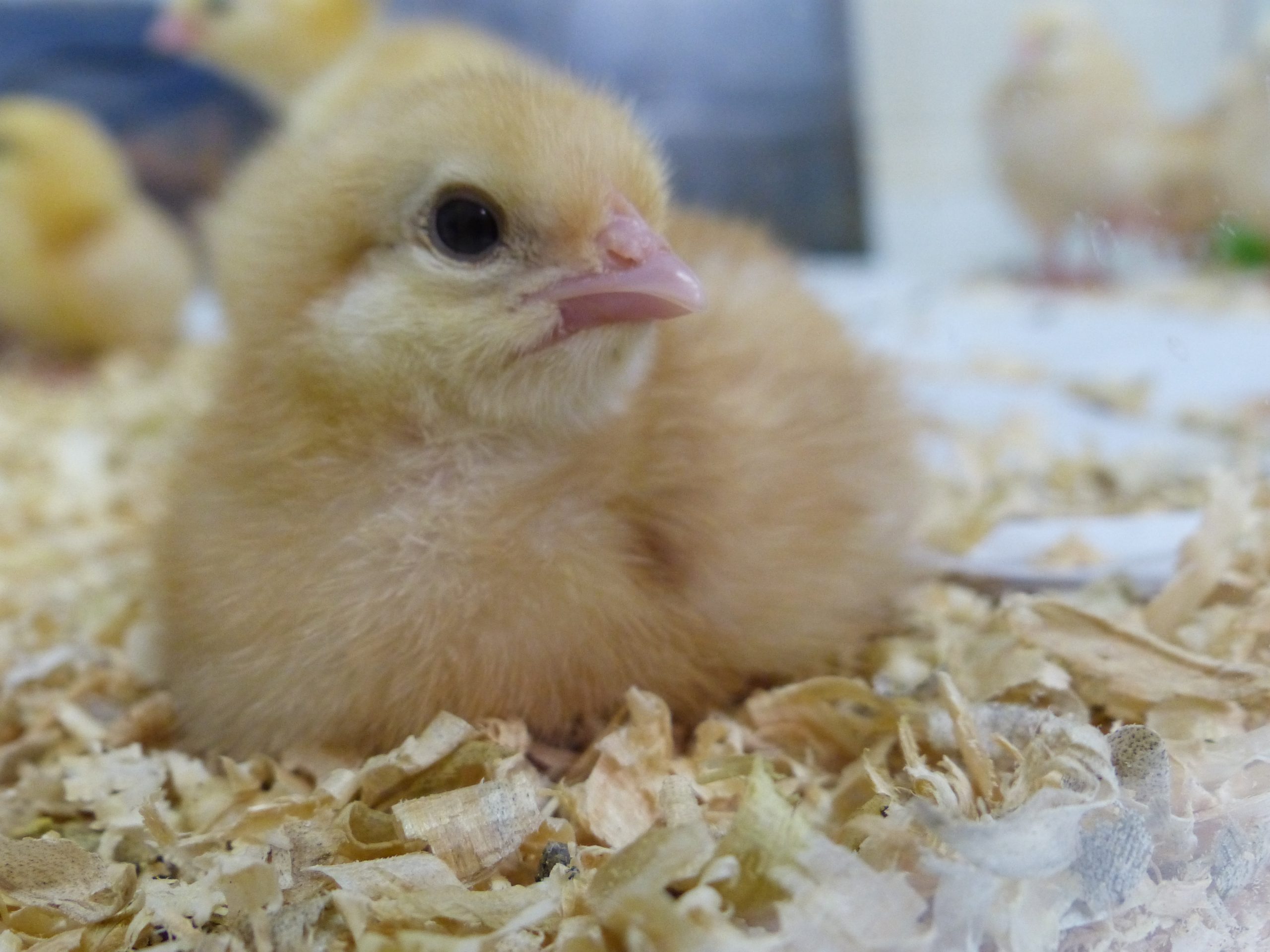 Respiratory system & thermoregulation - Poultry Hub Australia