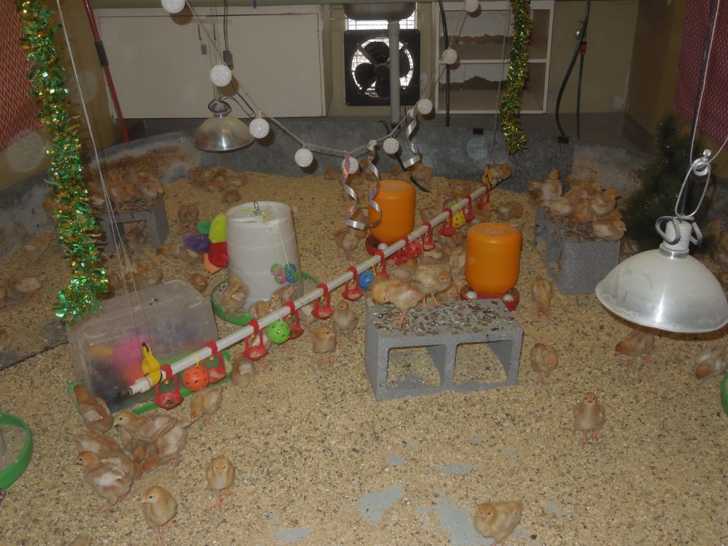 Early-life environments affect behaviour of free-range laying hens ...