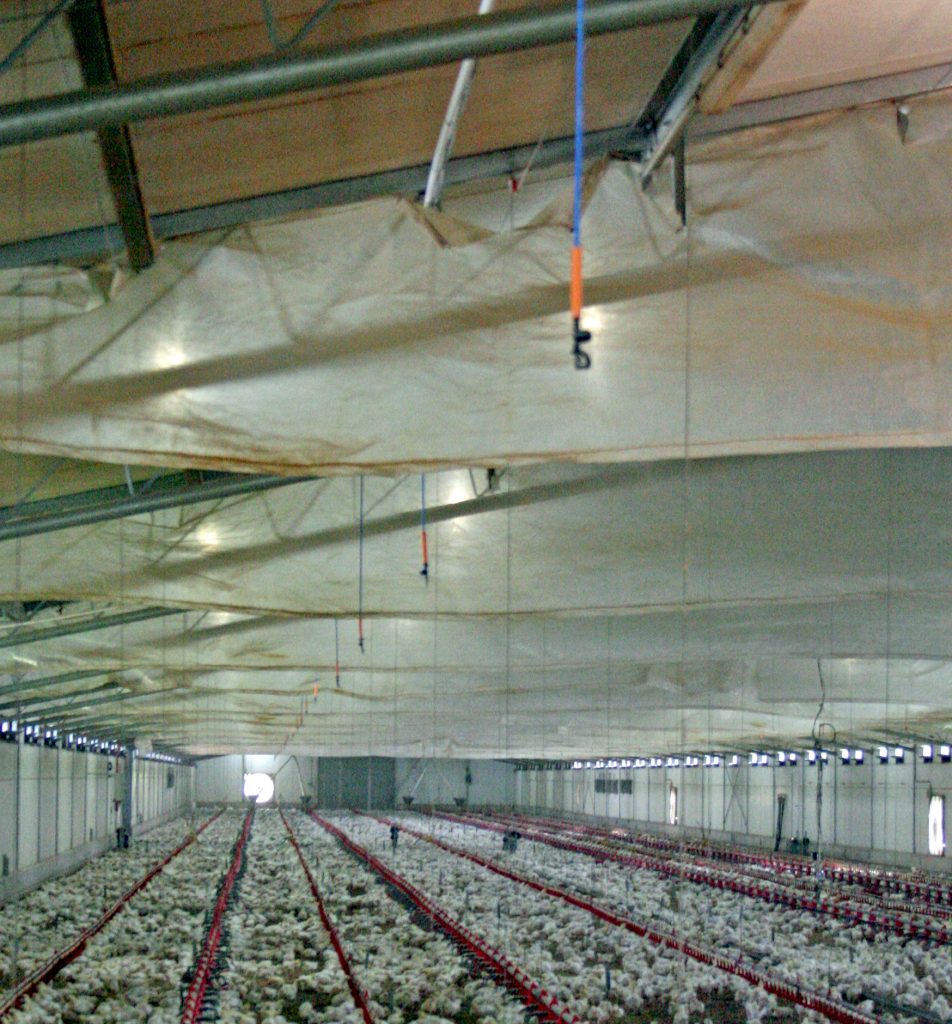Can in-shed sprinklers help prevent wet litter? - Poultry Hub Australia