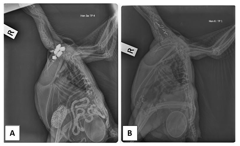 Evaluating the miracle of gastrointestinal transition time - Poultry ...