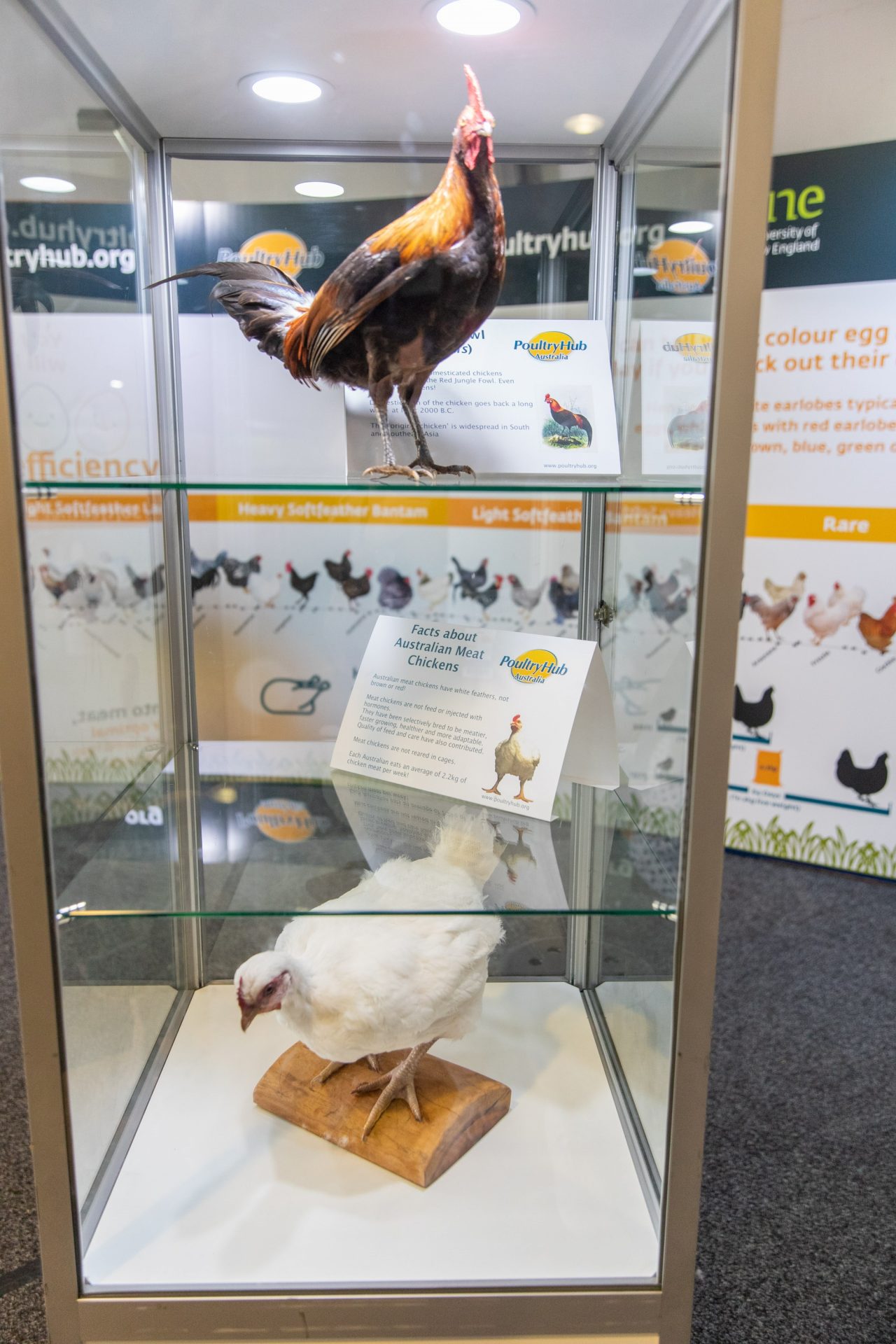 Poultry Hub Australia @ the Sydney Royal Easter Show - Poultry Hub ...