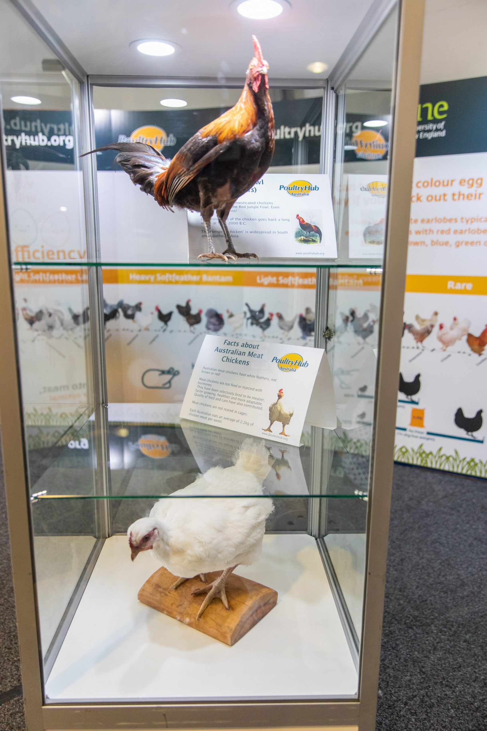 Poultry Hub Australia @ the Sydney Royal Easter Show - Poultry Hub ...