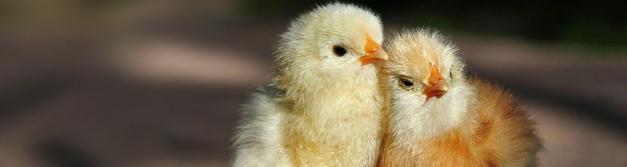 Contact - Poultry Hub Australia