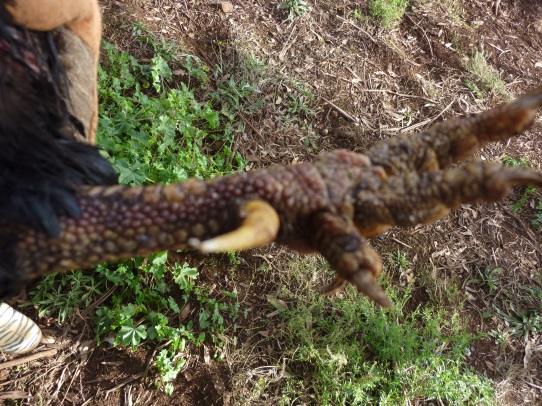 Common problems and treatment methods for backyard chickens - Poultry ...