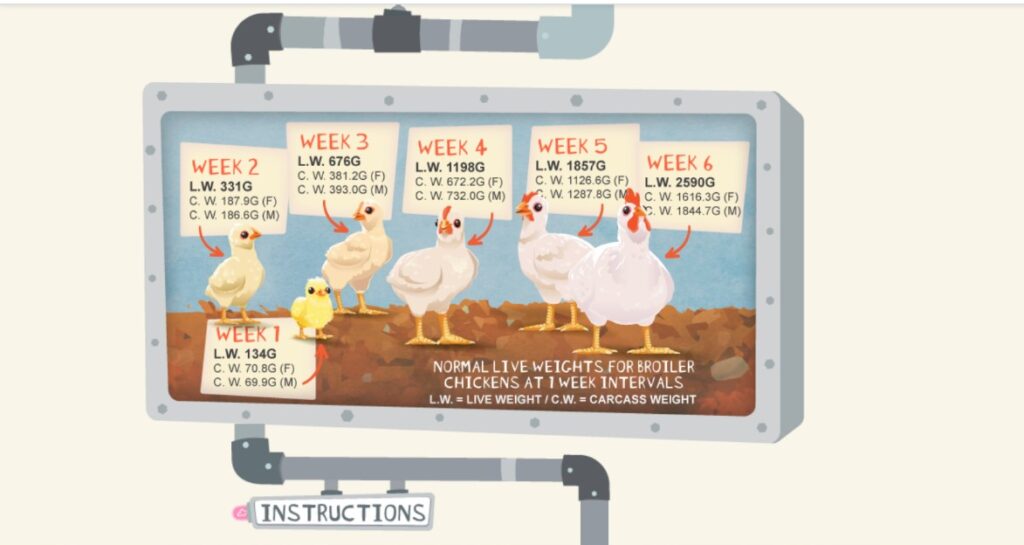 The Chicken Growth Simulator has arrived! - Poultry Hub Australia