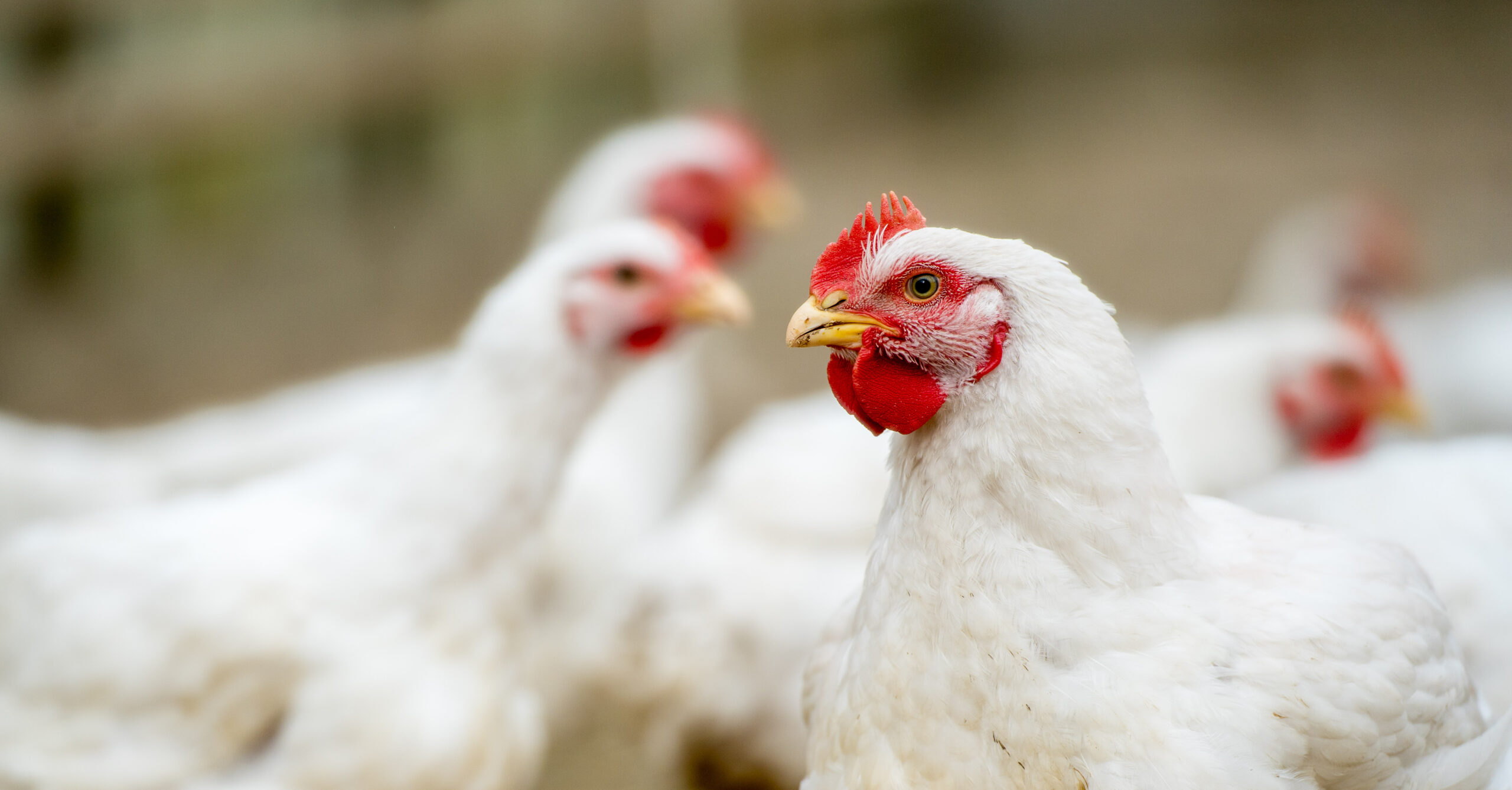 PHA Funding - Poultry Hub Australia